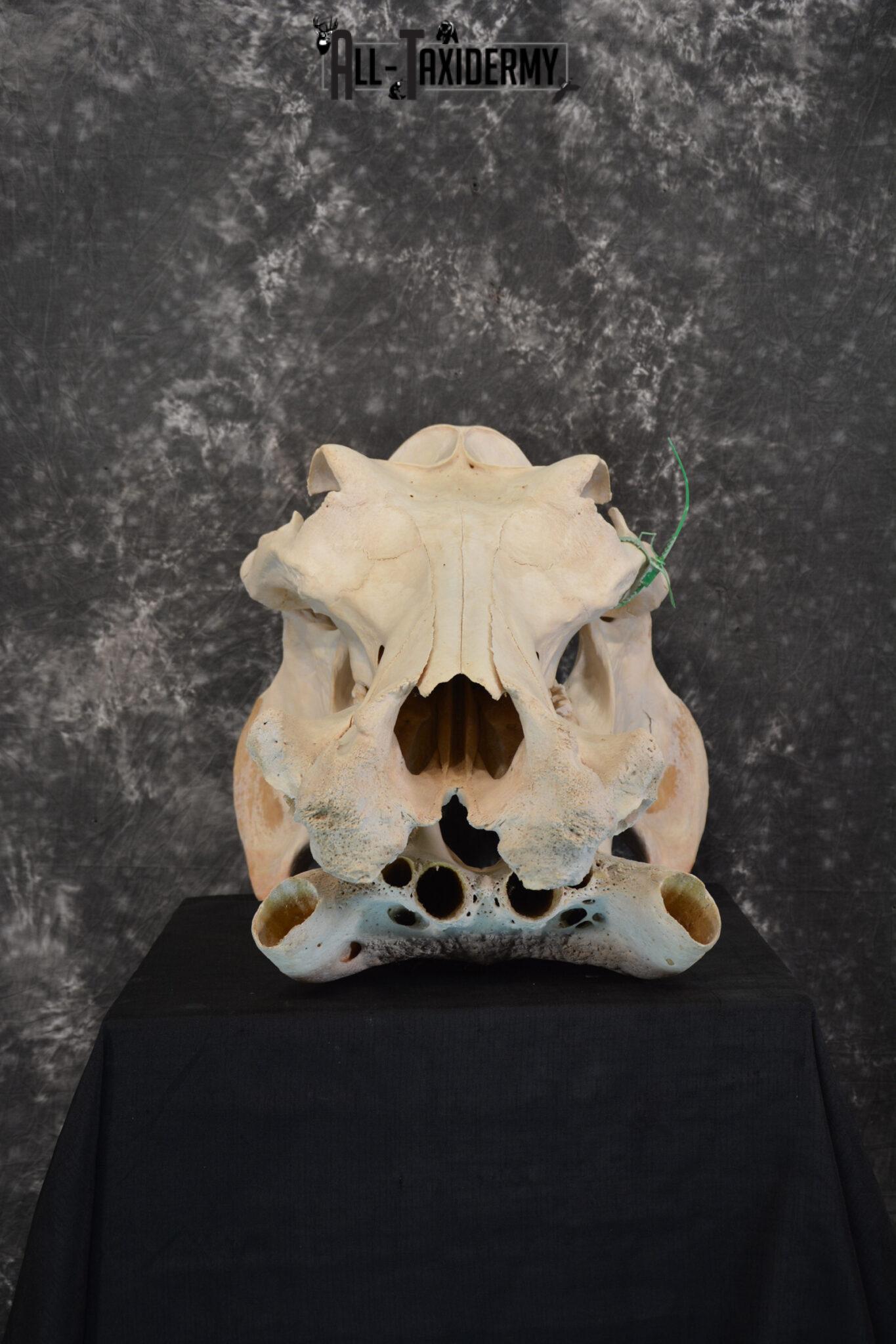 African Hippopotamus Skull Taxidermy for sale SKU 1479 - All Taxidermy