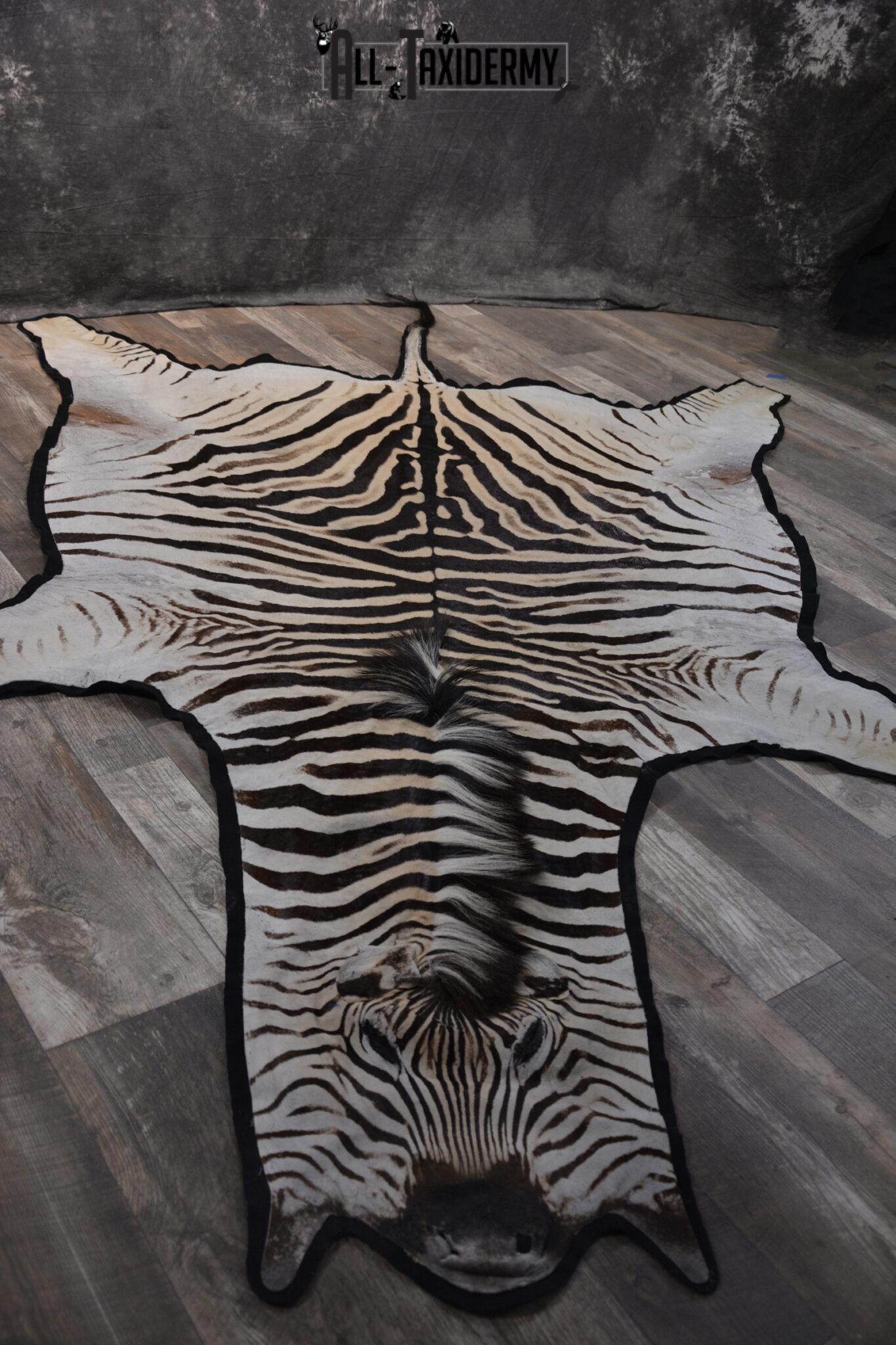 African Zebra Rug taxidermy mount for sale SKU 1481 - All Taxidermy