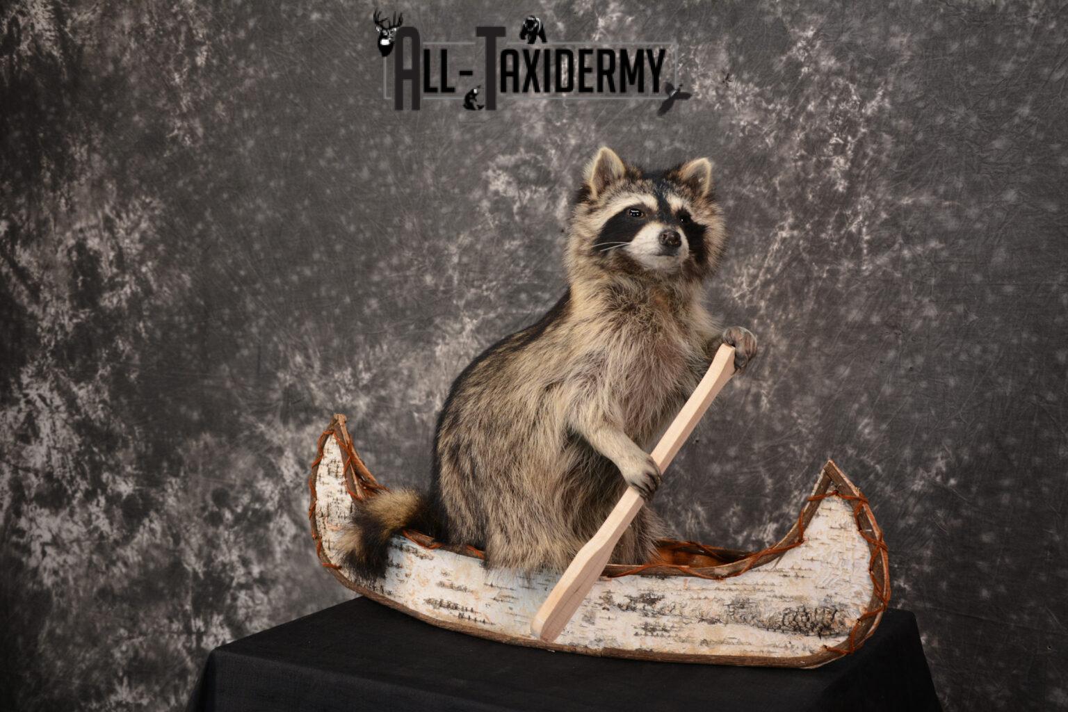 Raccoon in a canoe Taxidermy Mount for sale SKU 1496 - All Taxidermy
