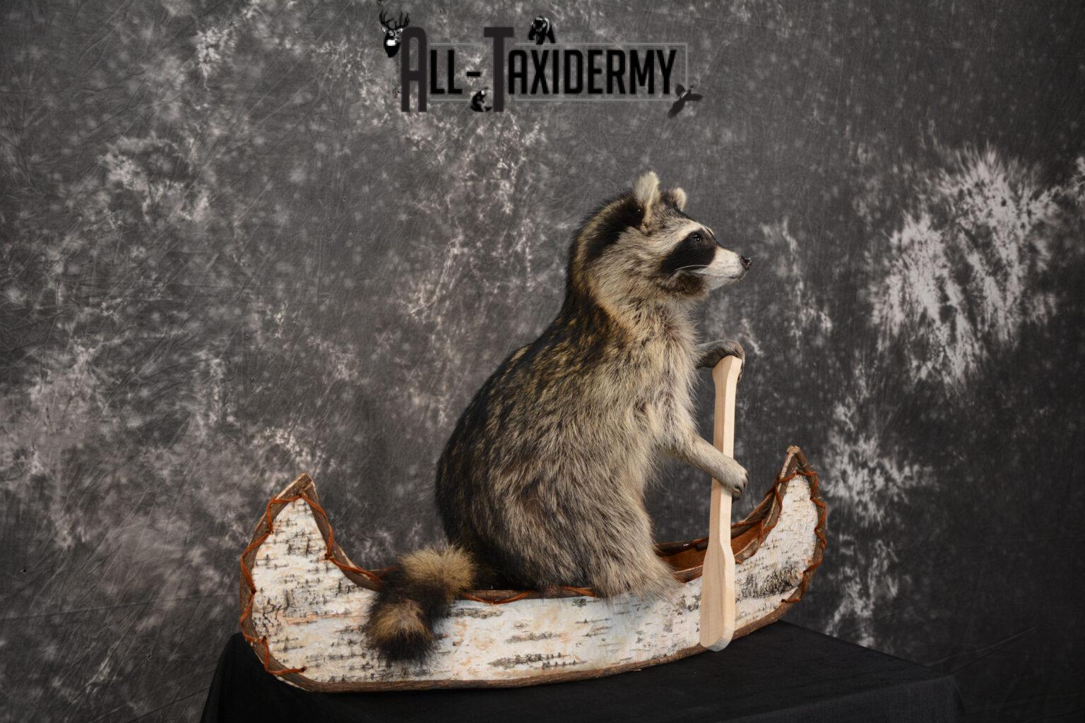 Raccoon in a canoe Taxidermy Mount for sale SKU 1496 - All Taxidermy
