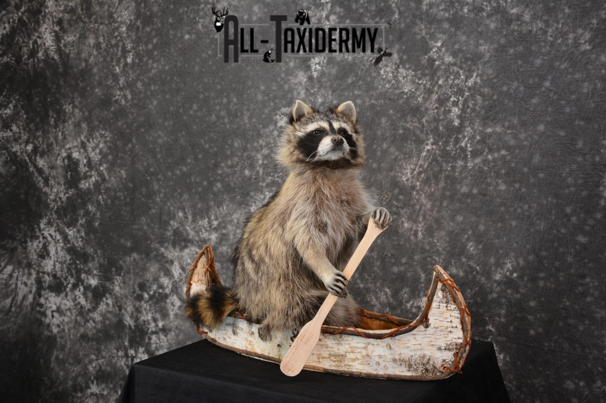 Raccoon in a canoe Taxidermy Mount for sale SKU 1497 - All Taxidermy