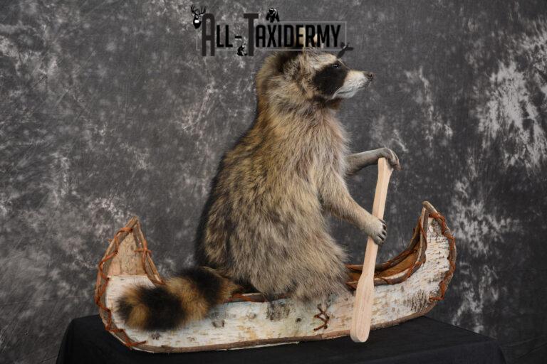 Raccoon in a canoe Taxidermy Mount for sale SKU 1497 - All Taxidermy