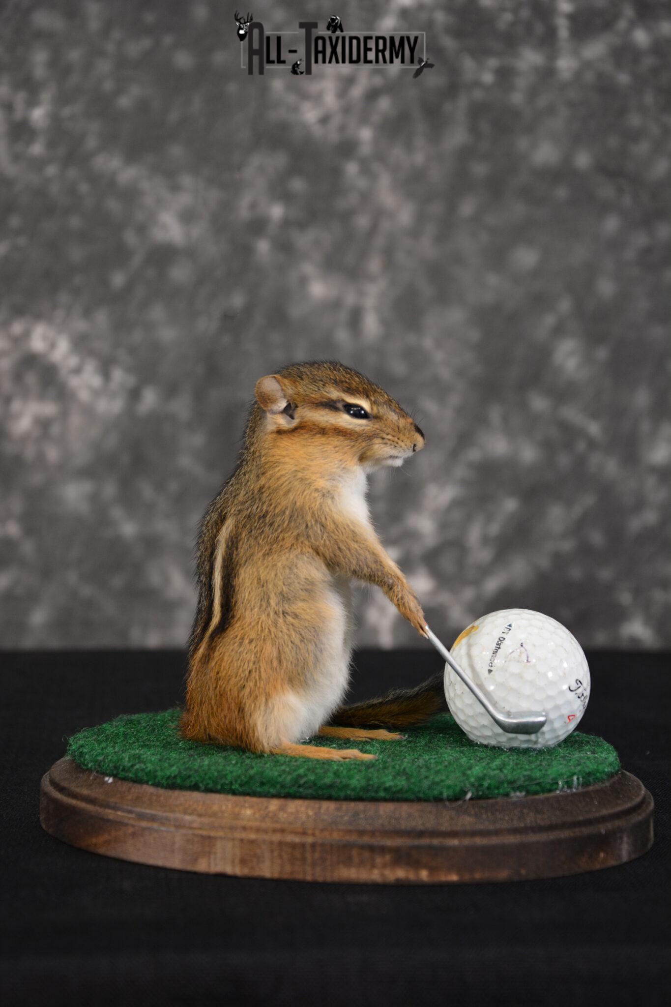 Chipmunk Taxidermy Mounts - All Taxidermy