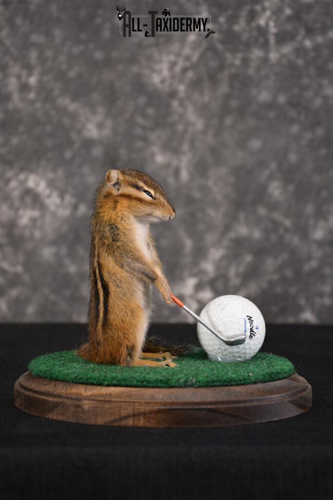 Chipmunk Golfing Taxidermy mount for sale SKU 1483 - All Taxidermy