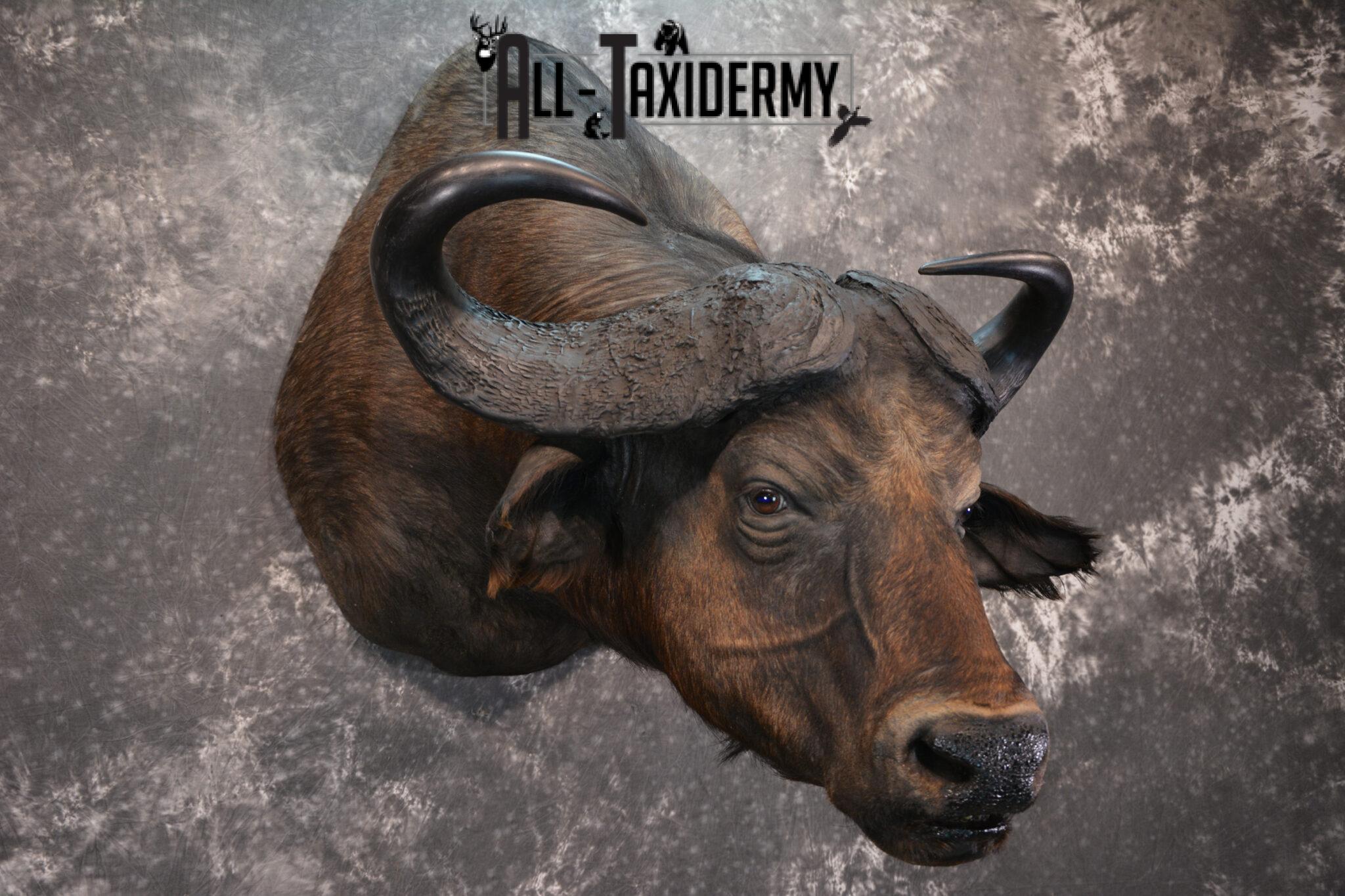 African Cape Buffalo Taxidermy Mount for sale SKU 1503 - All Taxidermy