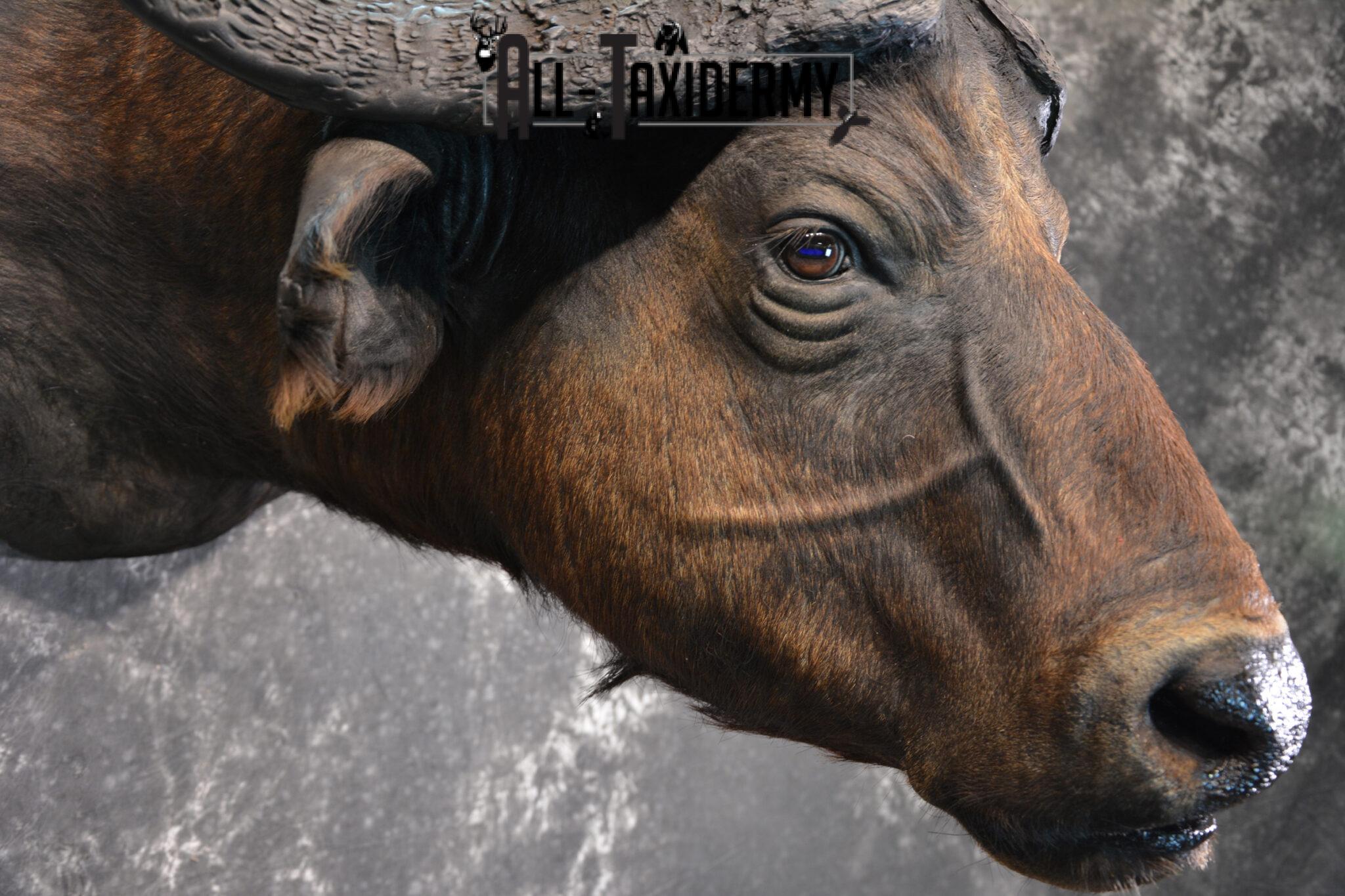 African Cape Buffalo Taxidermy Mount for sale SKU 1503 - All Taxidermy