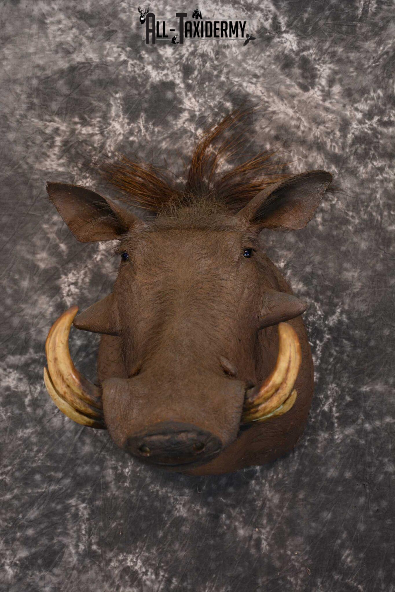 African Warthog Taxidermy Mount for sale SKU 1495 - All Taxidermy