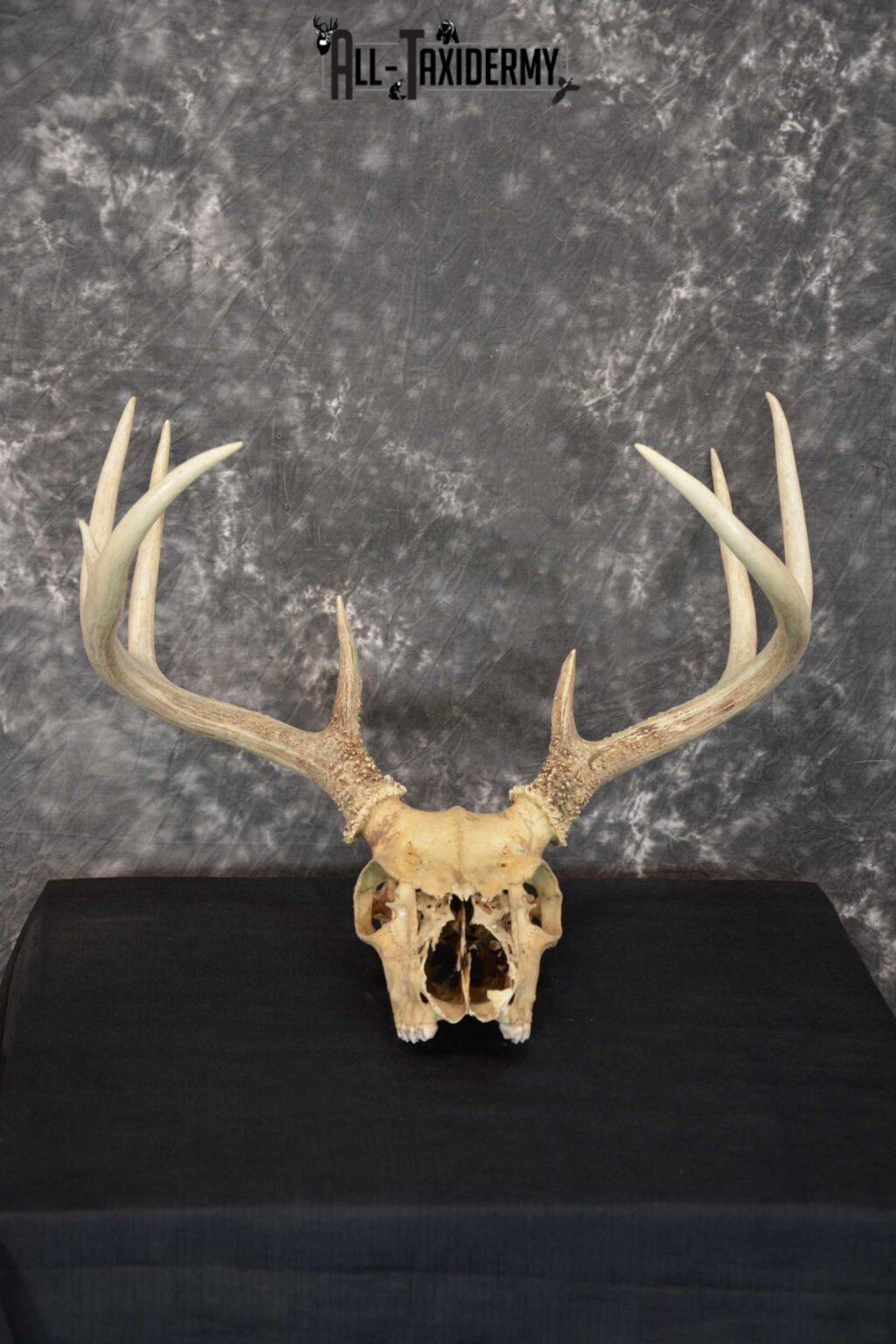 Whitetail Taxidermy Skull SKU 1555.8 - All Taxidermy
