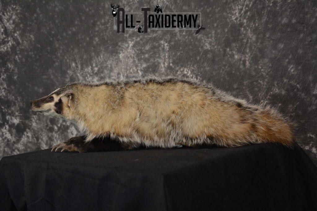 Life Size Badger Taxidermy Mount SKU 1539 - All Taxidermy