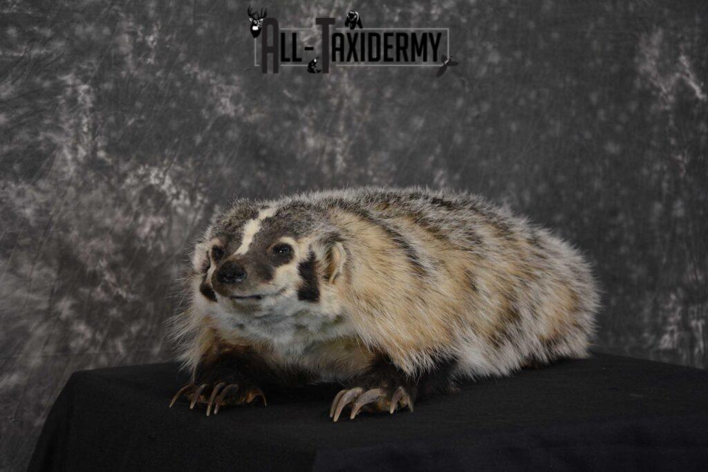 Life Size Badger Taxidermy Mount SKU 1539 - All Taxidermy
