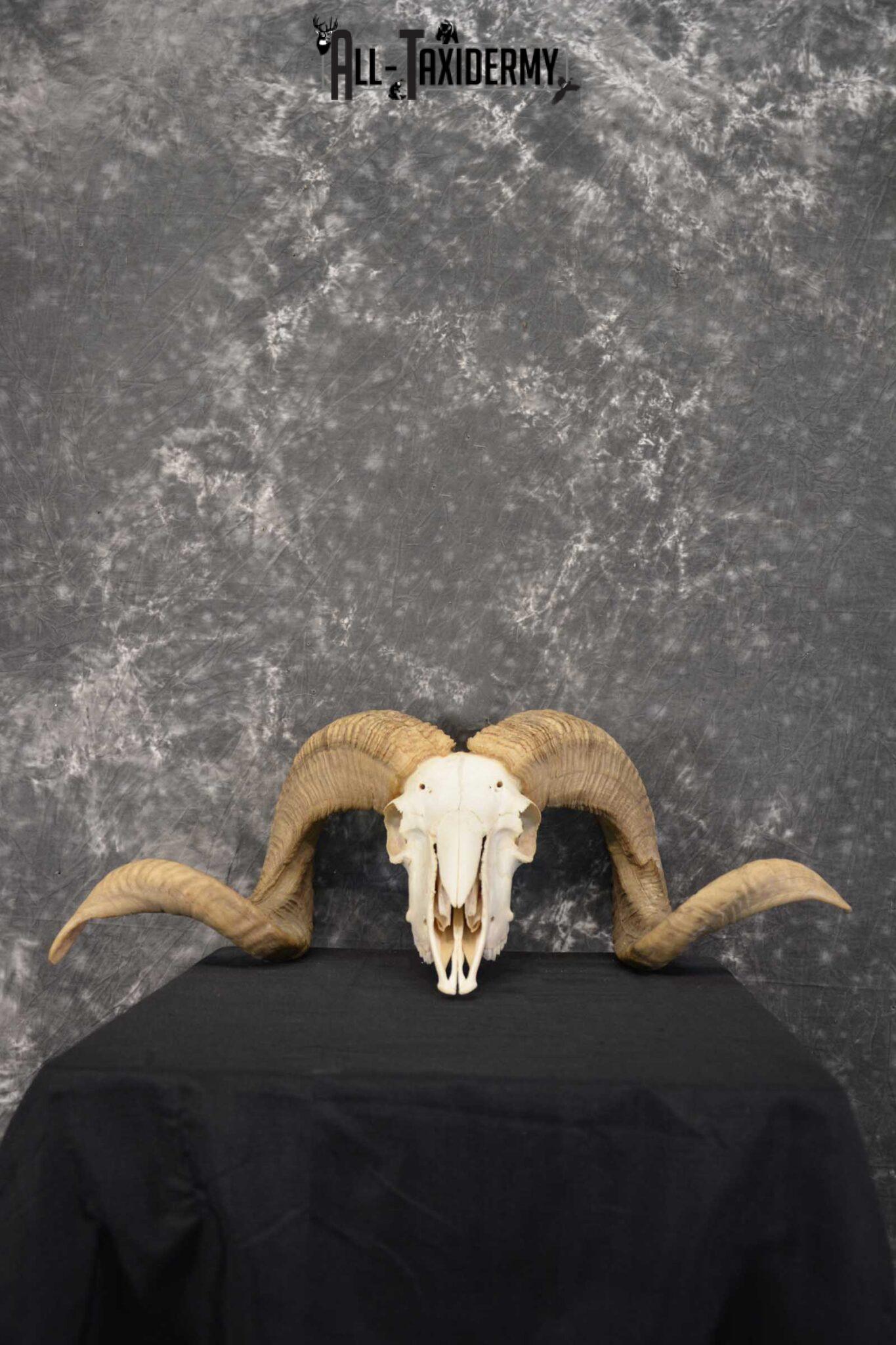 Corsican Ram Taxidermy Skull SKU 1540 - All Taxidermy