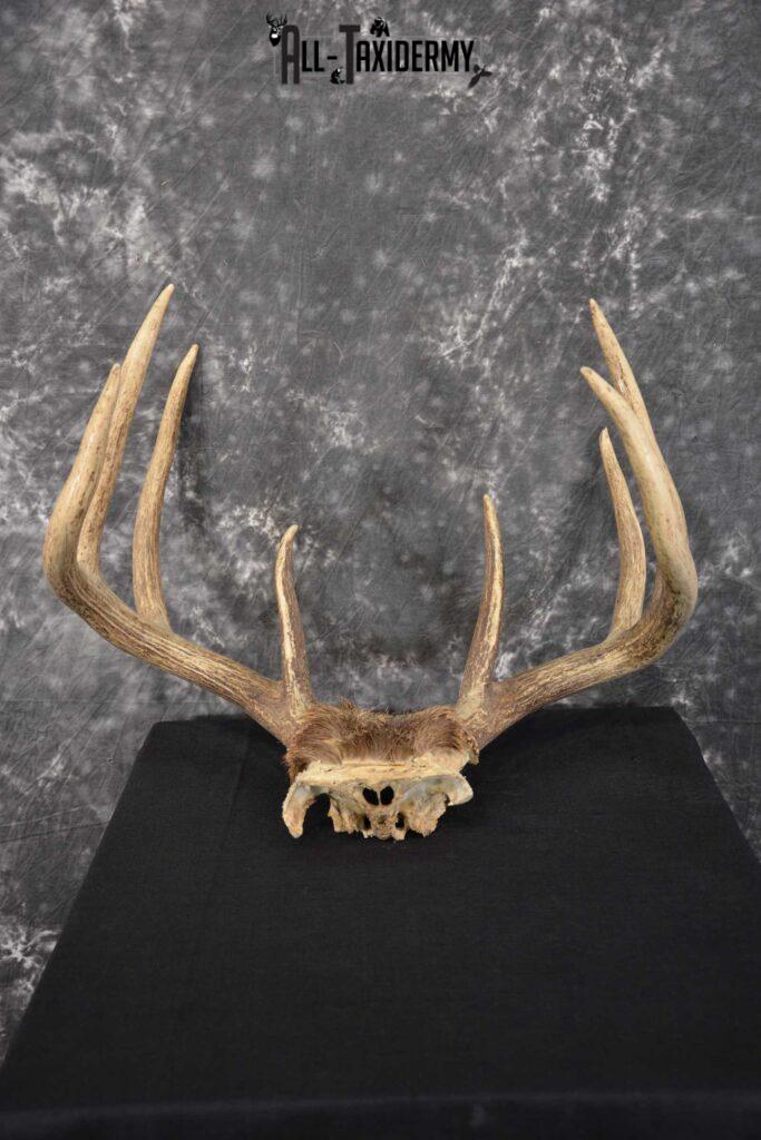 Whitetail Taxidermy Skull Cap SKU 1543 - All Taxidermy