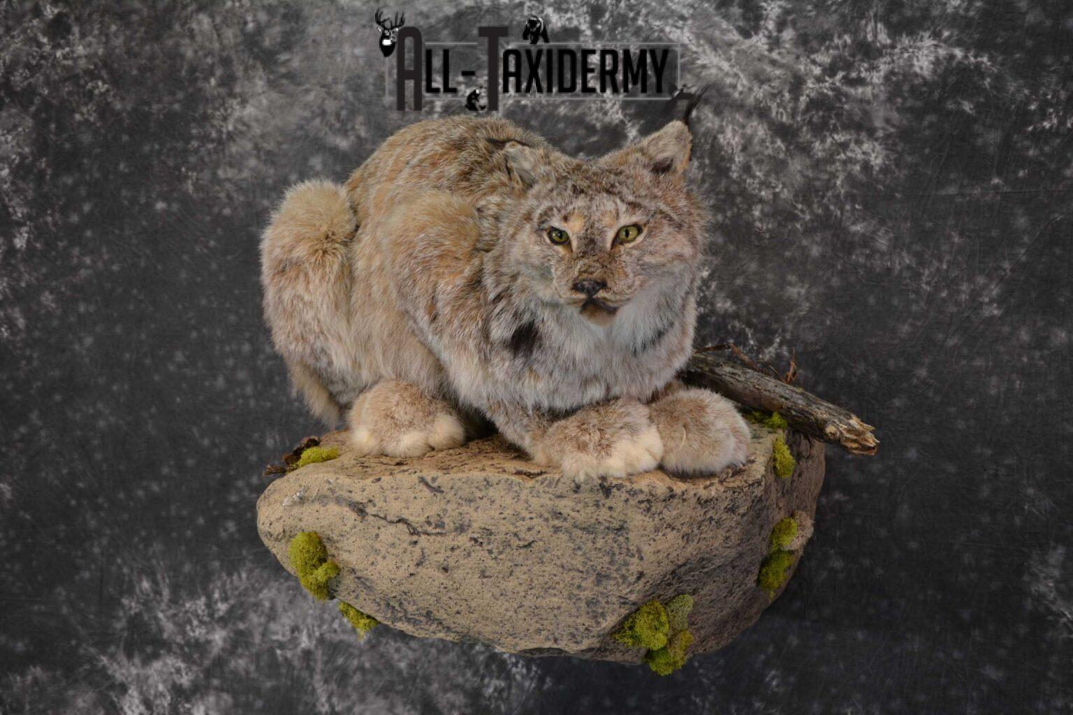 Life Size Lynx Taxidermy Mount SKU 1550 - All Taxidermy