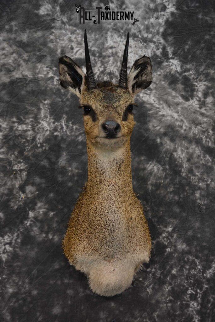 African Klipspringer Taxidermy Shoulder Mount SKU 1576 - All Taxidermy