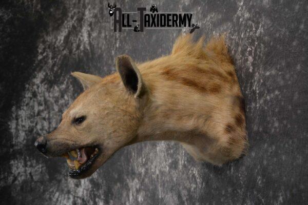 African Spotted Hyena Taxidermy Shoulder Mount SKU 1578 - All Taxidermy