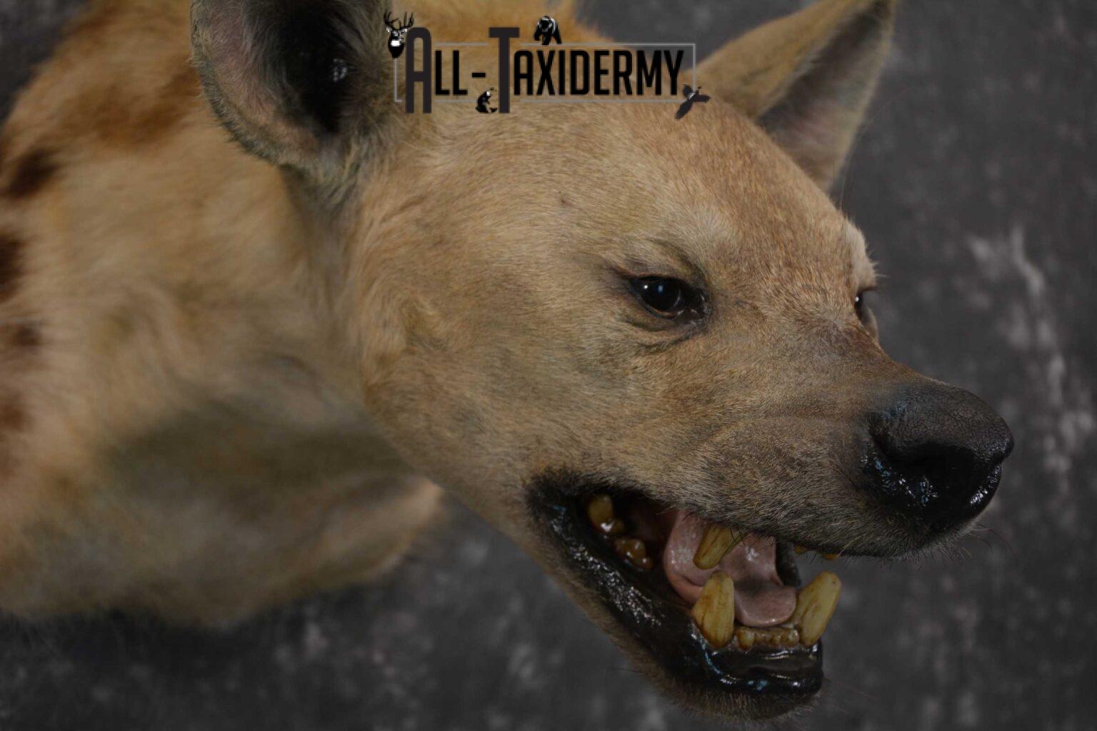 African Spotted Hyena Taxidermy Shoulder Mount SKU 1578 - All Taxidermy