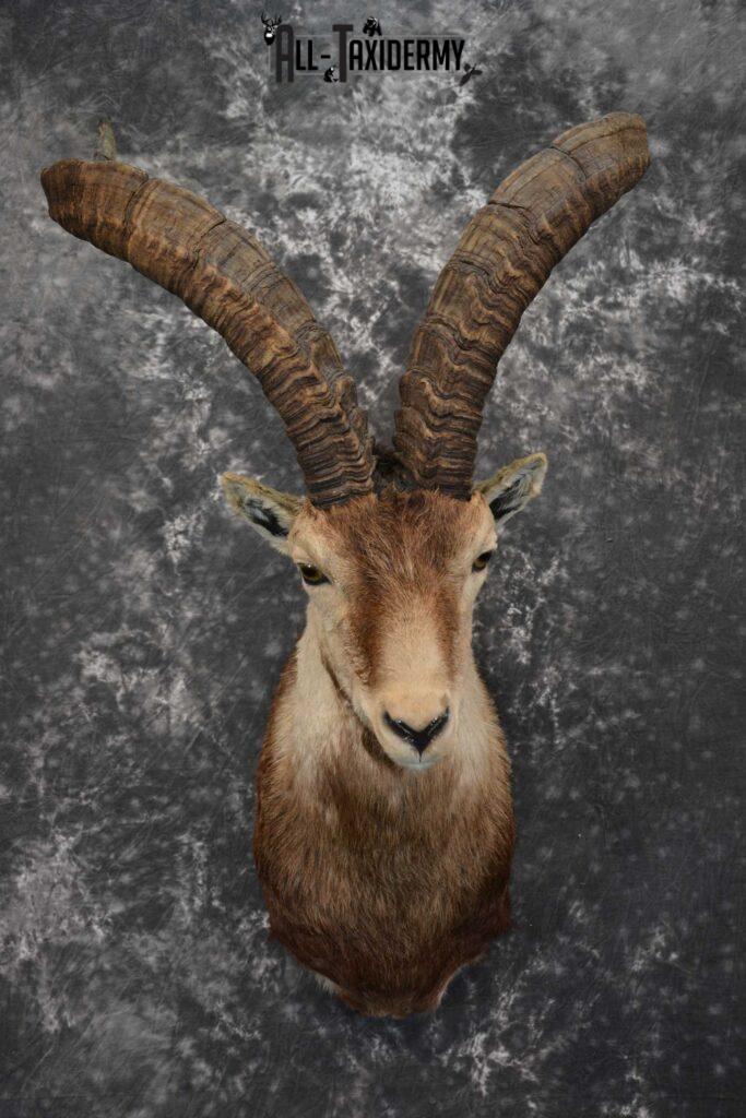 Iberian Spanish Ibex Taxidermy Shoulder Mount SKU 1585 - All Taxidermy