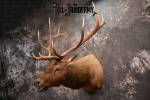 Elk Bugling Taxidermy Mount SKU 1569 - All Taxidermy
