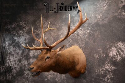 Elk Bugling Taxidermy Mount SKU 1569 - All Taxidermy