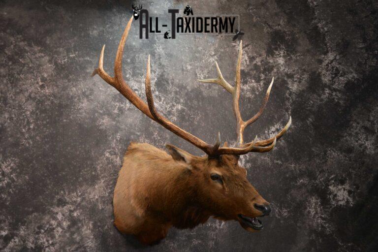 Elk Bugling Taxidermy Mount SKU 1569 - All Taxidermy