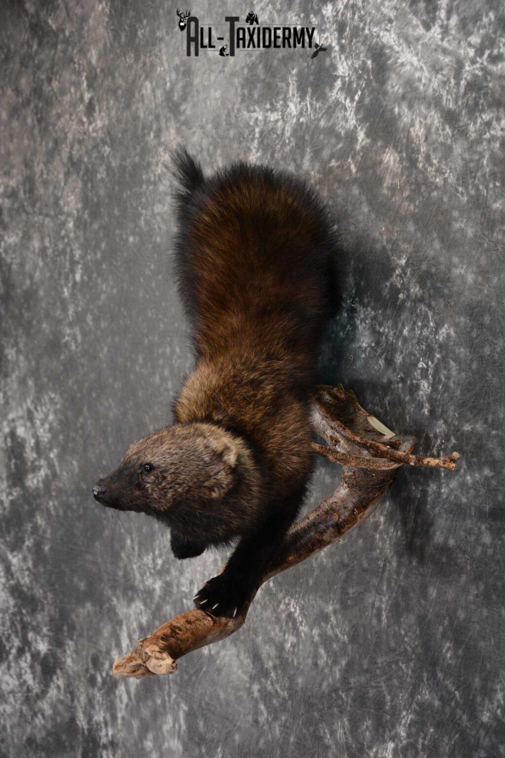 Fisher Life Size Taxidermy Mount SKU 1597 - All Taxidermy