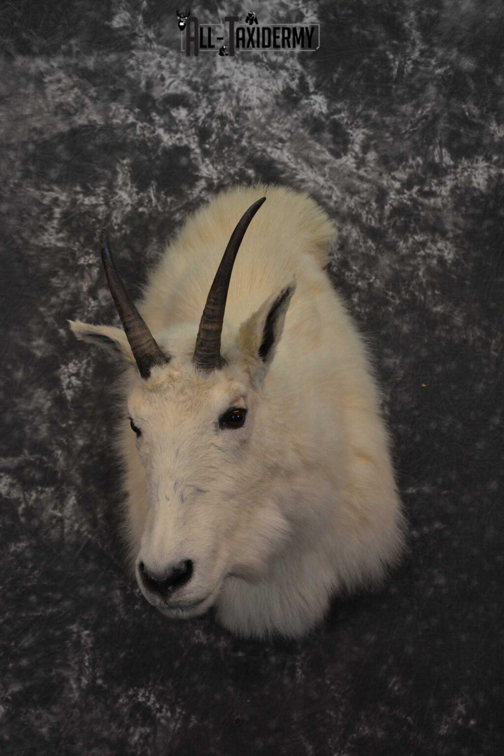 Mountain Goat Taxidermy Shoulder Mount SKU 1598 - All Taxidermy