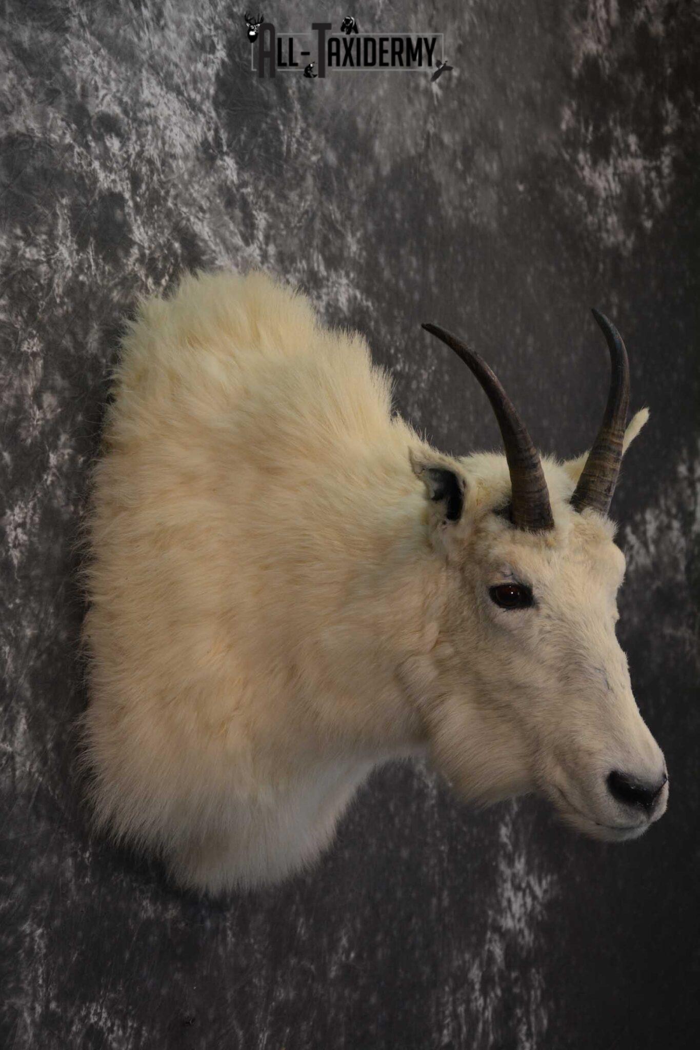 Mountain Goat Taxidermy Shoulder Mount SKU 1598 - All Taxidermy