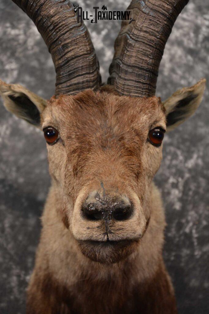 Iberian Spanish Ibex Taxidermy Shoulder Mount SKU 1602 - All Taxidermy