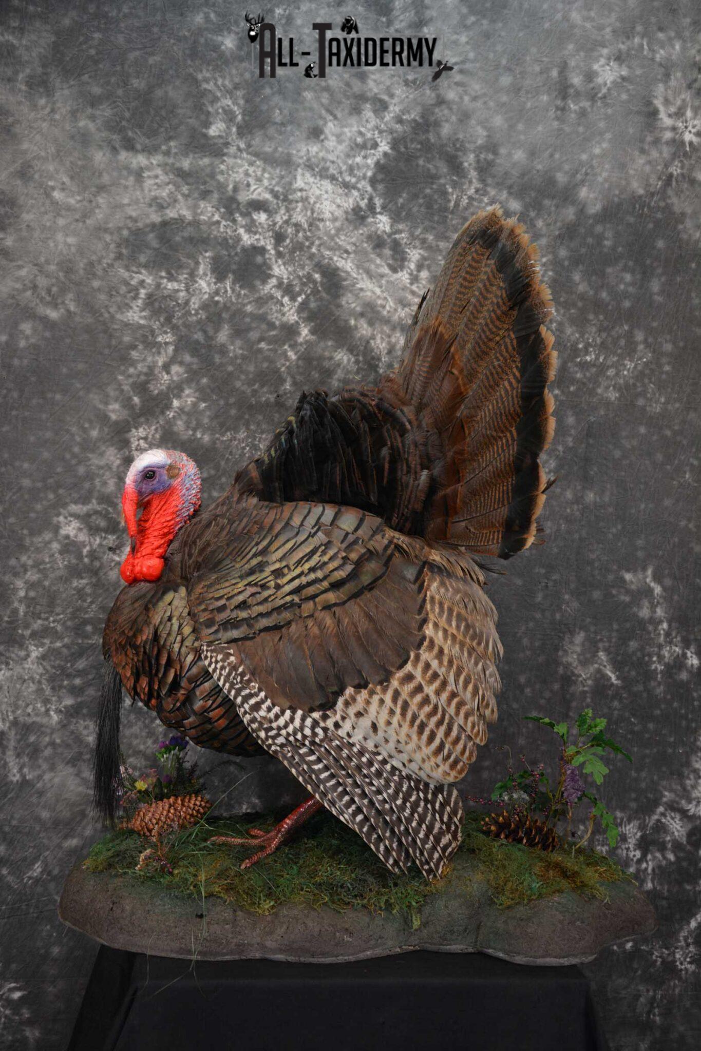 Eastern Turkey Taxidermy Full Strut Mount SKU 1603 - All Taxidermy