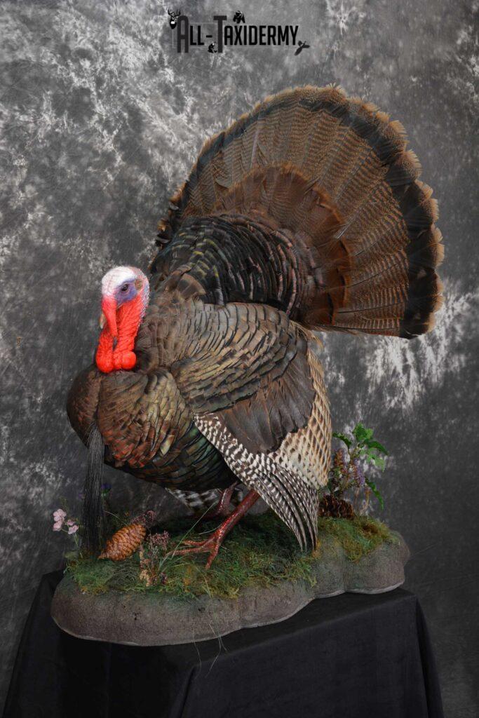 Eastern Turkey Taxidermy Full Strut Mount SKU 1603 - All Taxidermy