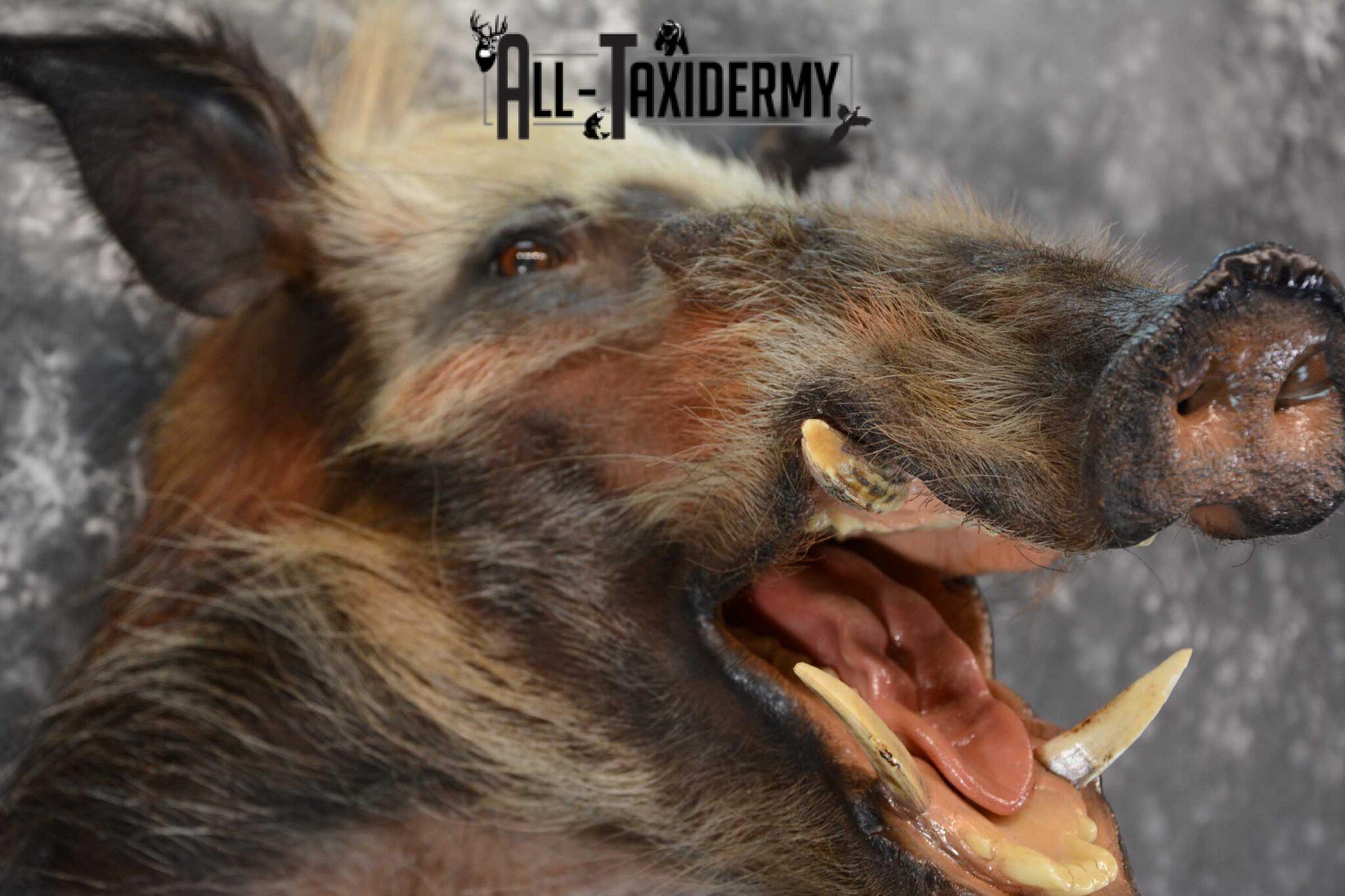 African Bush Pig taxidermy shoulder mount for sale SKU 1645 - All Taxidermy