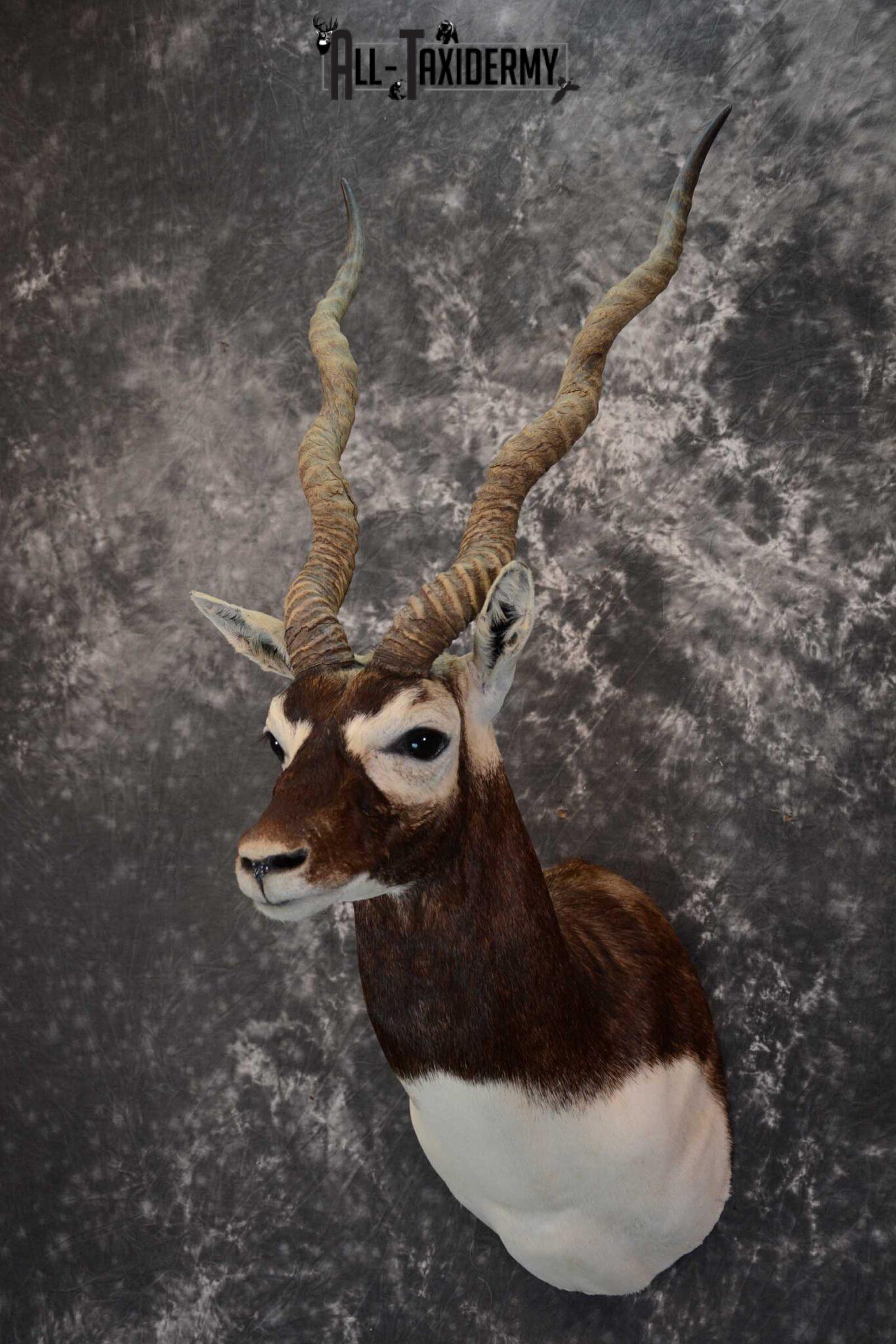 Asian Black Buck Taxidermy shoulder mount for sale SKU 1646 - All Taxidermy