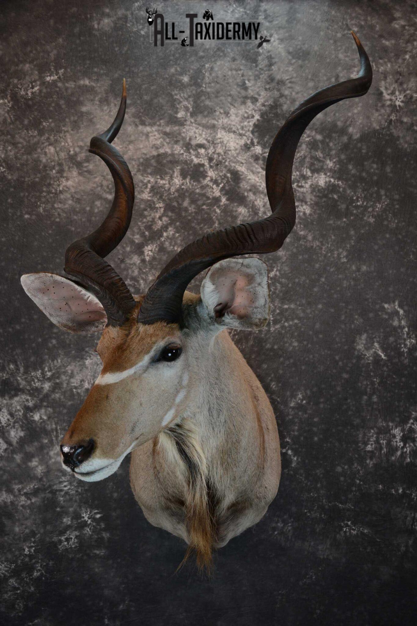 African Kudu Taxidermy shoulder mount for sale SKU 1653 | All Taxidermy