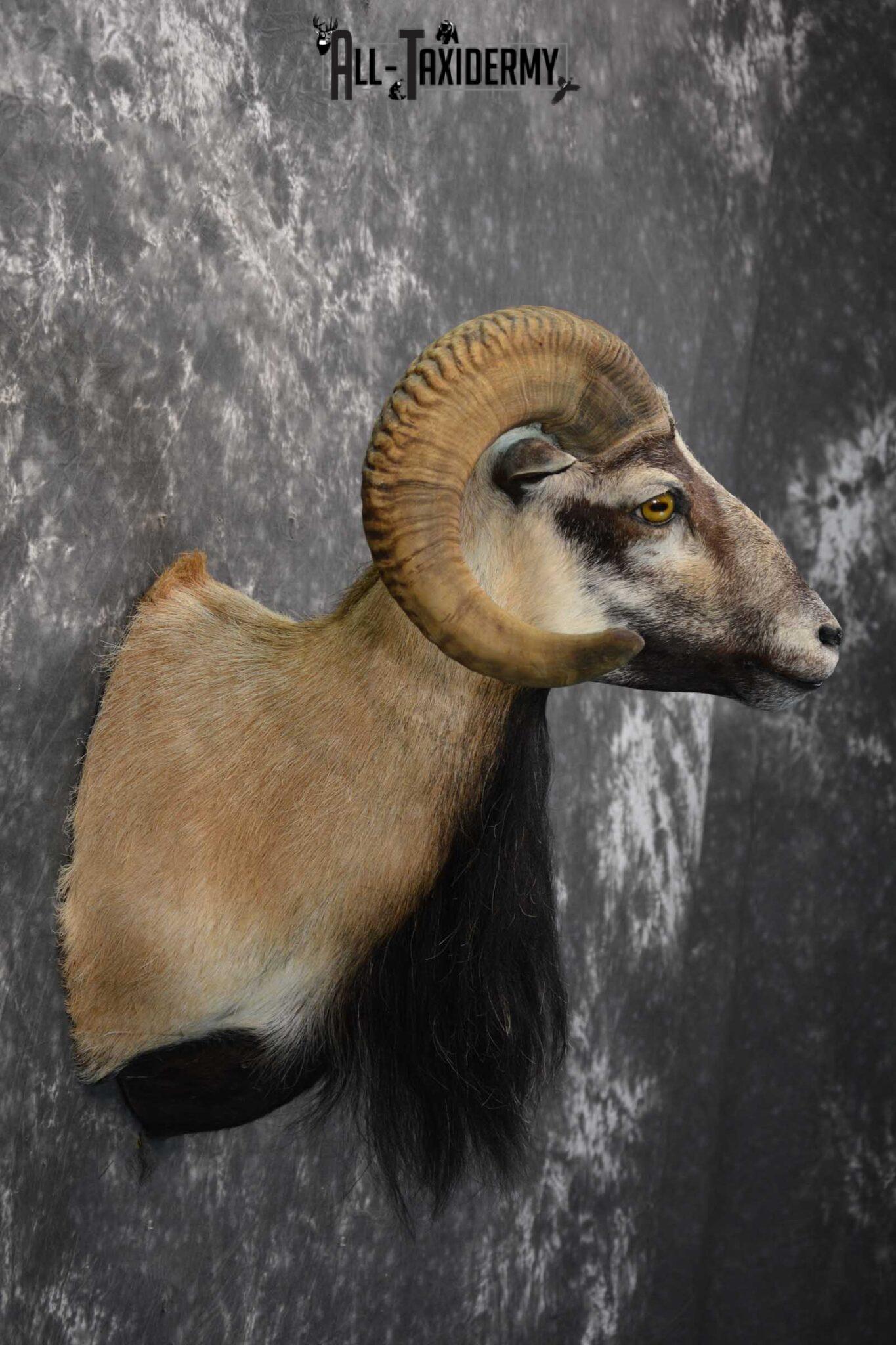Corsican Ram taxidermy shoulder mount for sale SKU 1738 - All Taxidermy