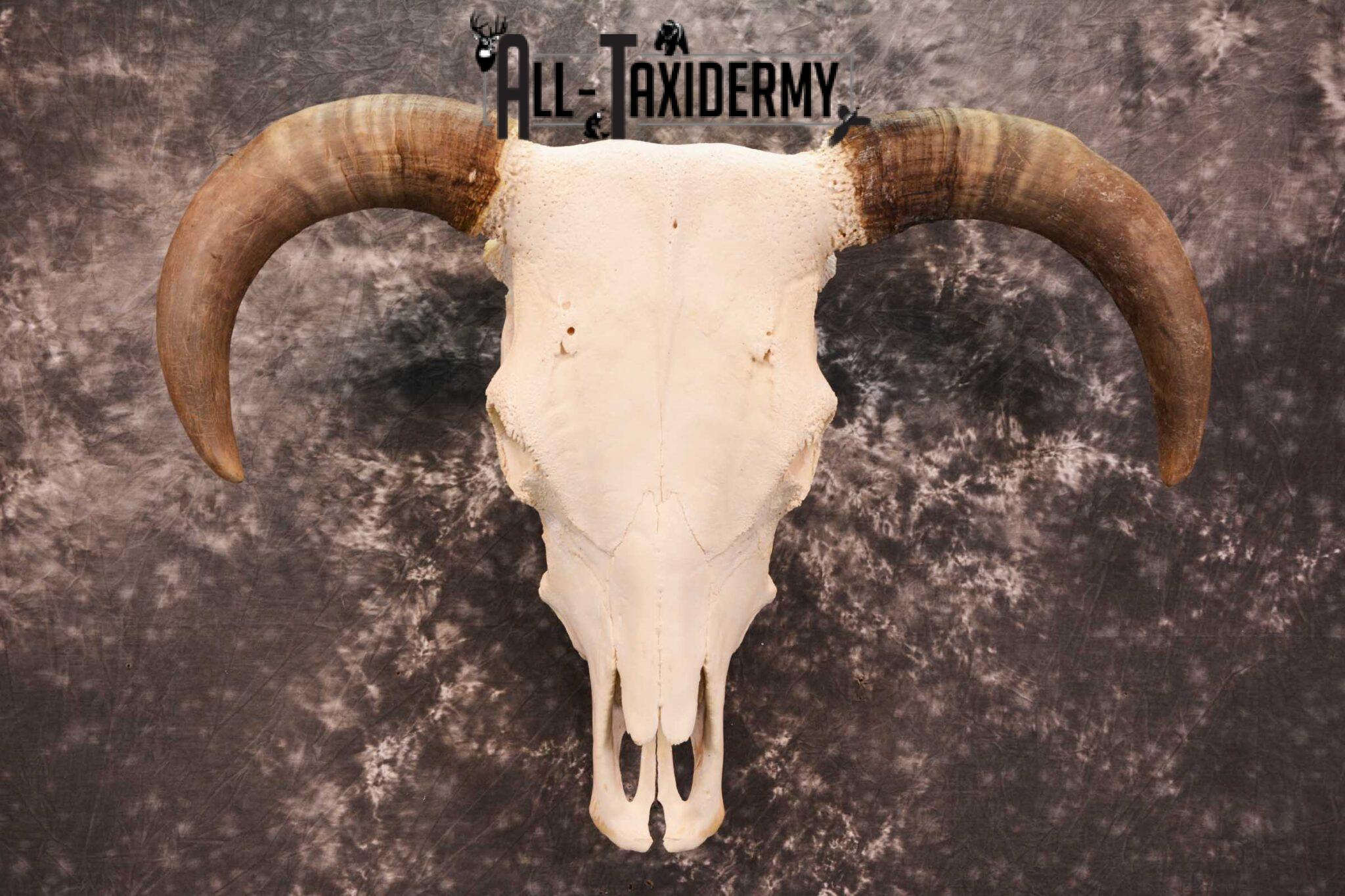 Hereford Bull taxidermy skull for sale SKU 1728 - All Taxidermy
