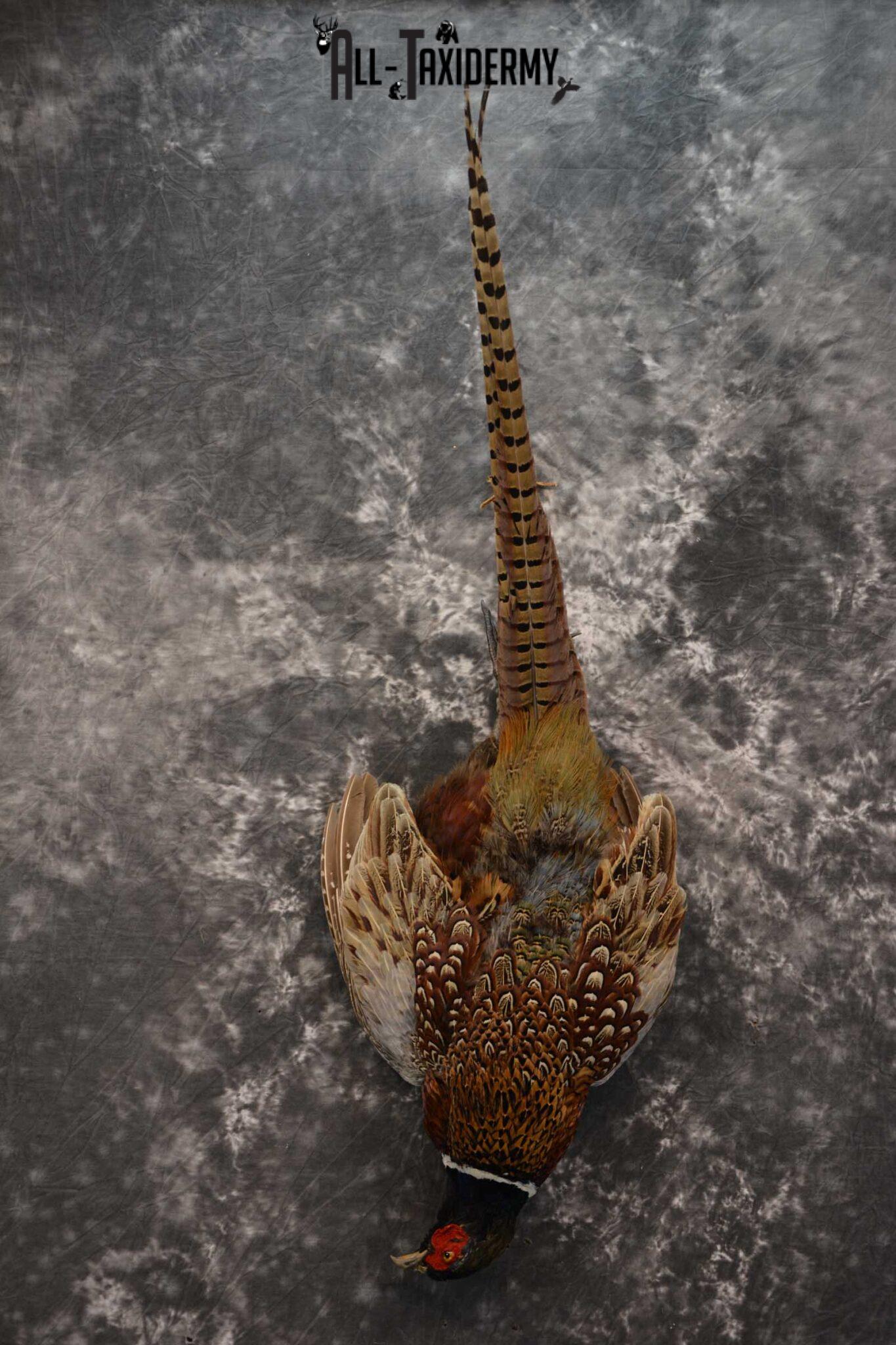 Pheasant Taxidermy Mounts - All Taxidermy