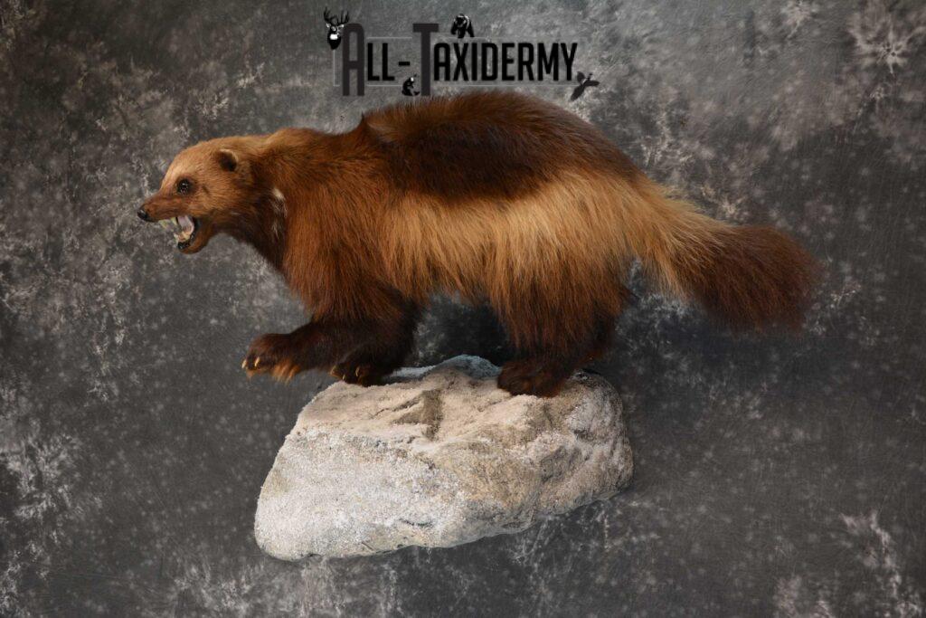 Full Body Wolverine Taxidermy mount for sale SKU 1722 - All Taxidermy