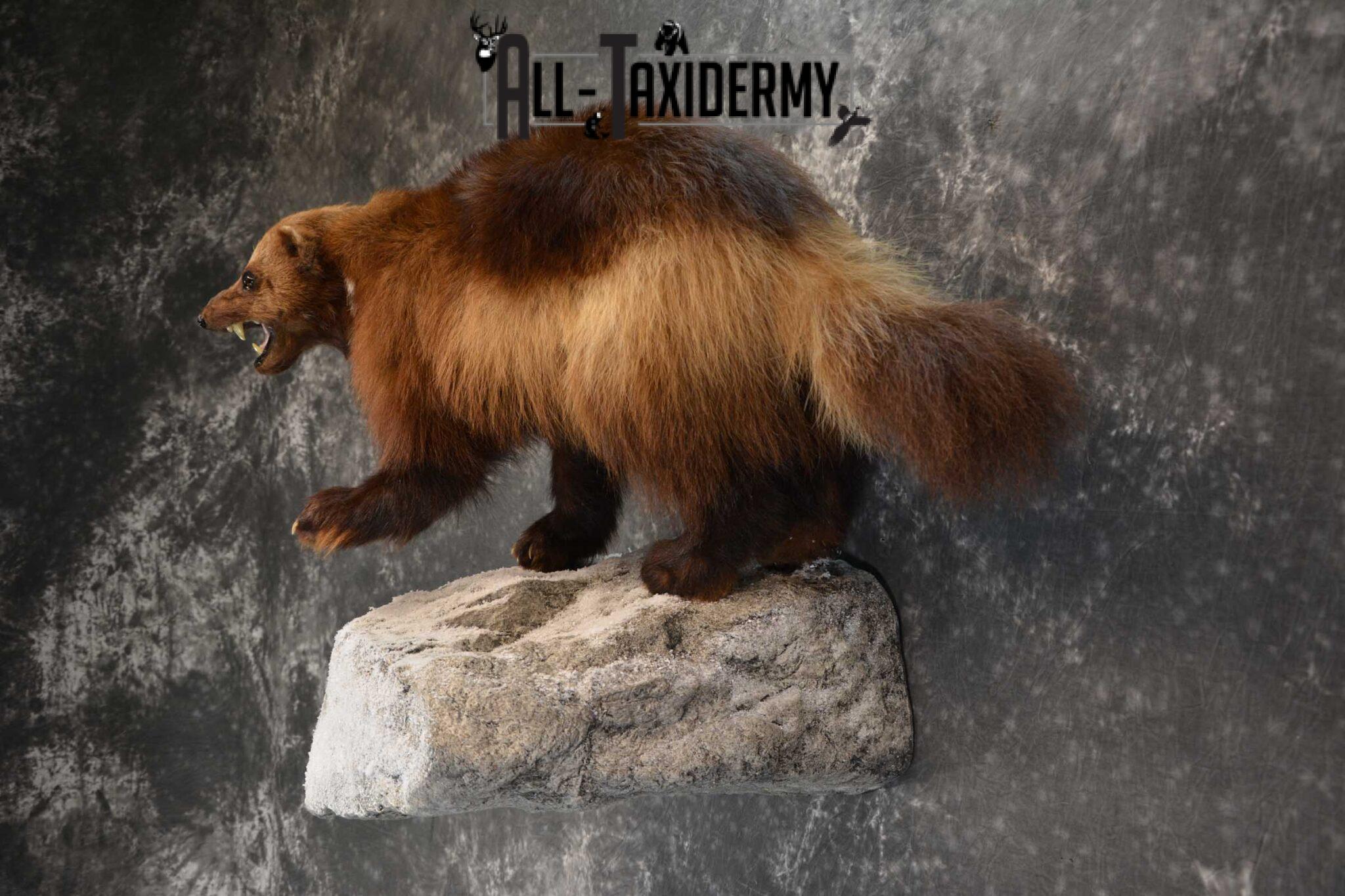 Full Body Wolverine Taxidermy mount for sale SKU 1722 - All Taxidermy