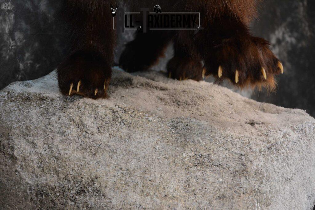 Full Body Wolverine Taxidermy mount for sale SKU 1722 - All Taxidermy