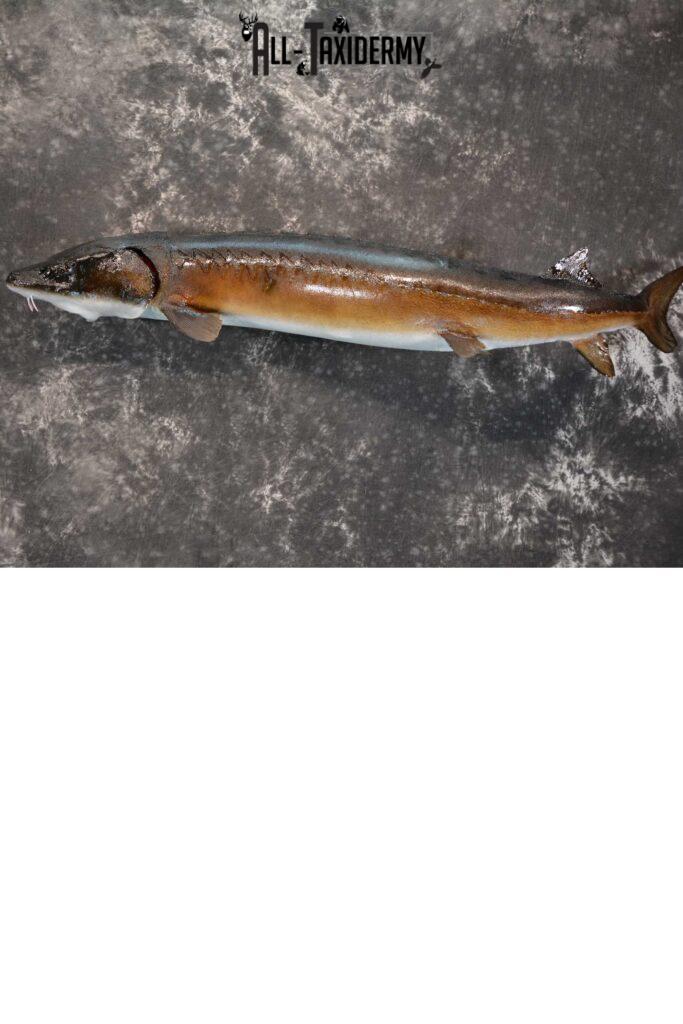 Sturgeon Fish Mount Taxidermy real skin SKU 1741 - All Taxidermy