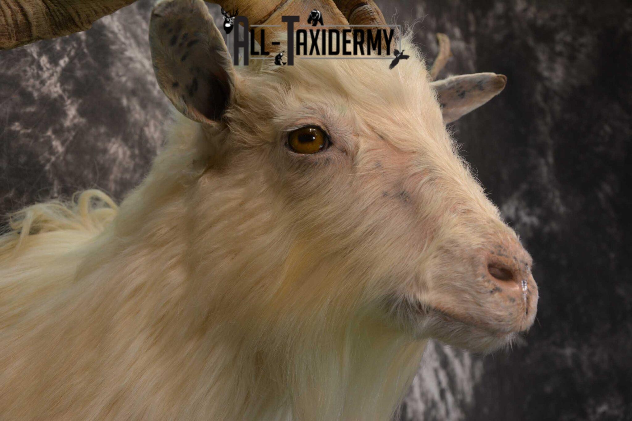 Hybrid Spanish Goat taxidermy shoulder mount for sale SKU 1791 - All ...