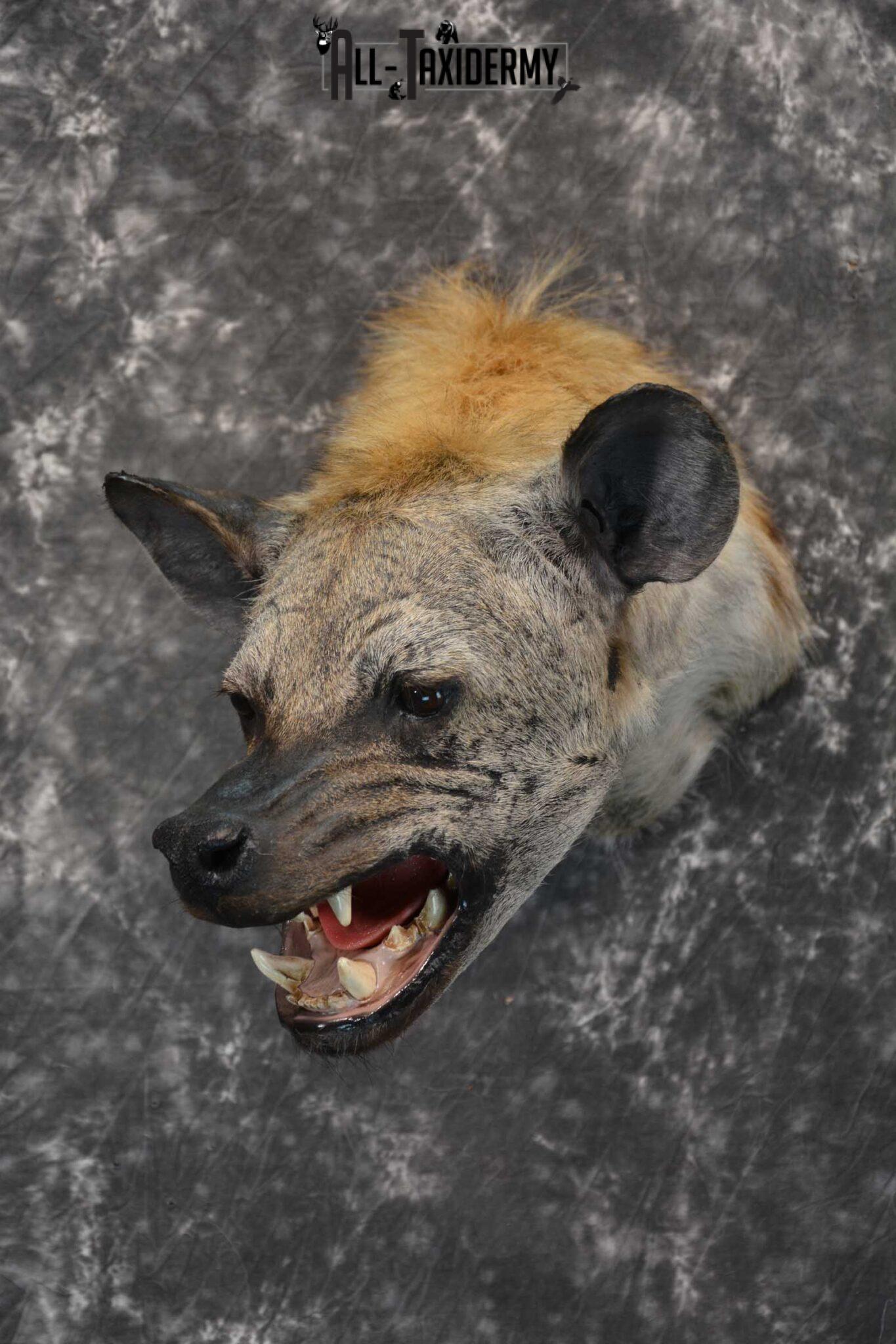 African Spotted Hyena Taxidermy Shoulder Mount for sale SKU 1794 - All ...