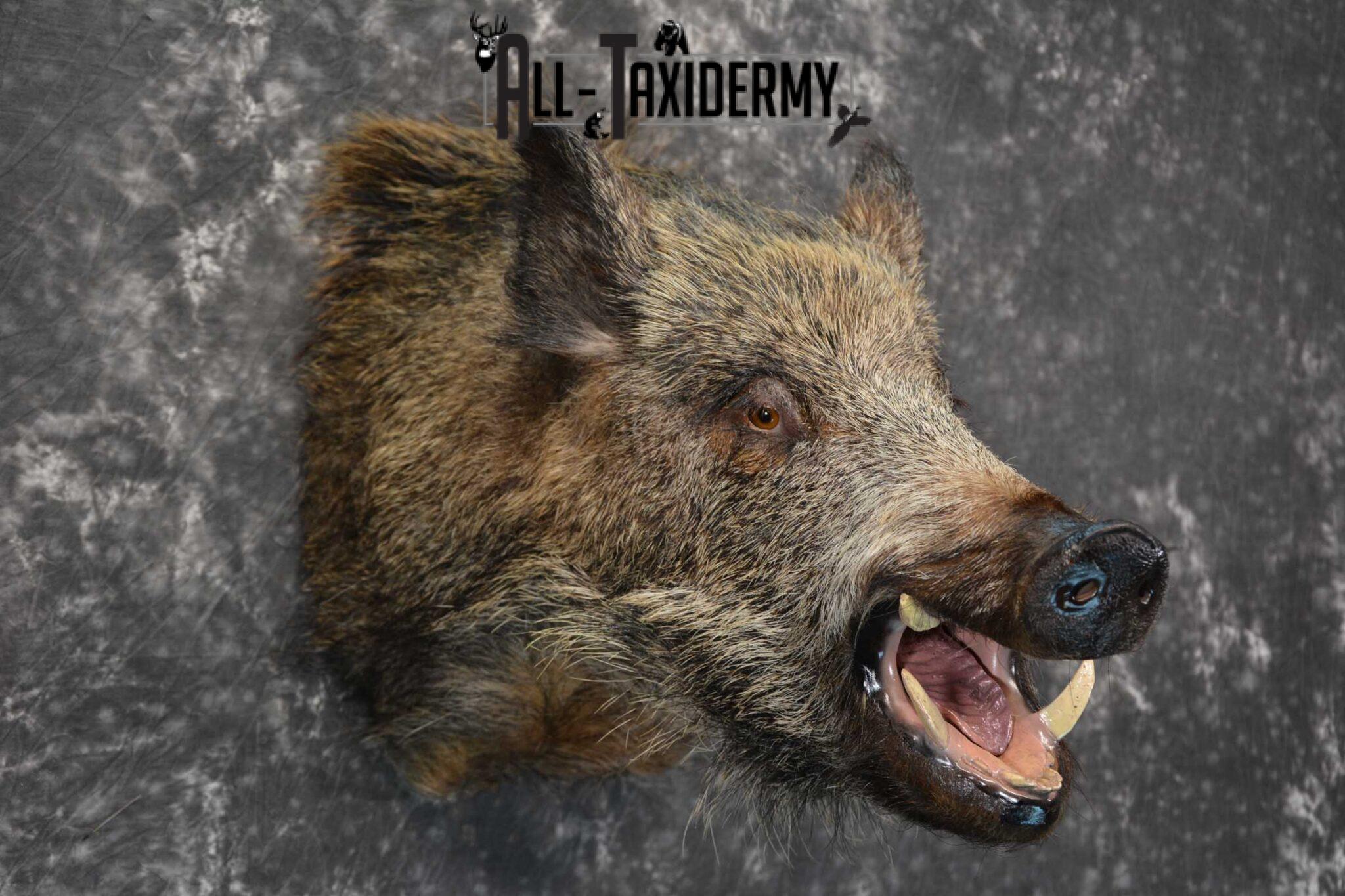 Multi Color Russian Boar Taxidermy Mount for sale SKU 1812 - All Taxidermy