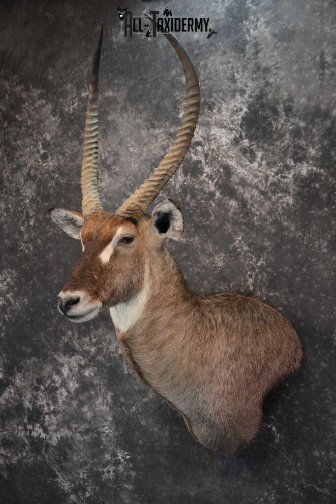 African Waterbuck Taxidermy Wall Pedestal Shoulder Mount for sale SKU ...