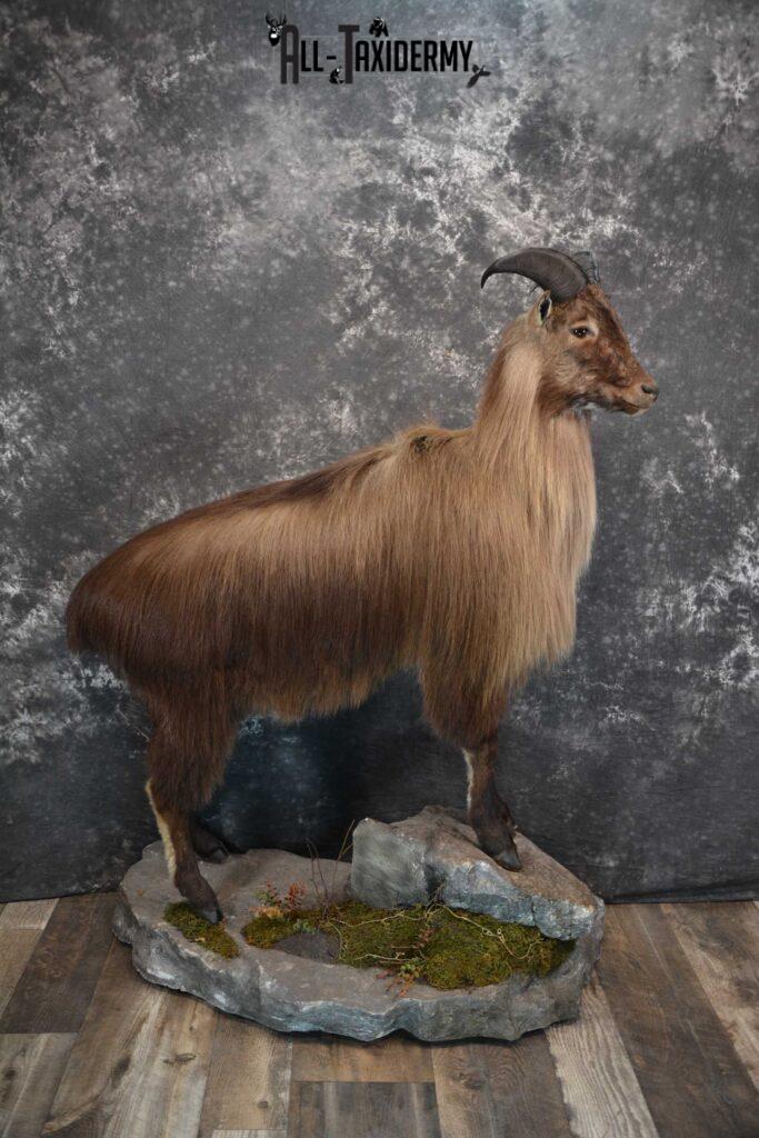 Himalayan Tahr Full Body taxidermy mount for sale SKU 1820 - All Taxidermy
