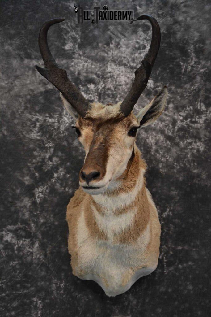 Pronghorn Shoulder taxidermy mount for sale SKU 1819 - All Taxidermy