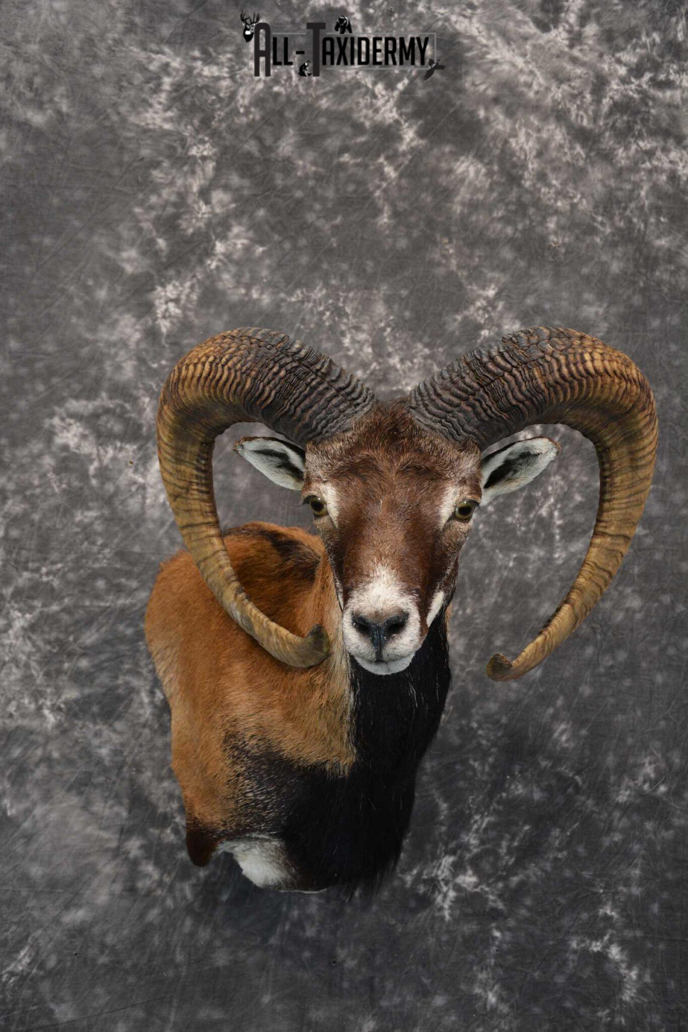 Mouflon taxidermy wall pedestal shoulder mount for sale SKU 1817 - All ...