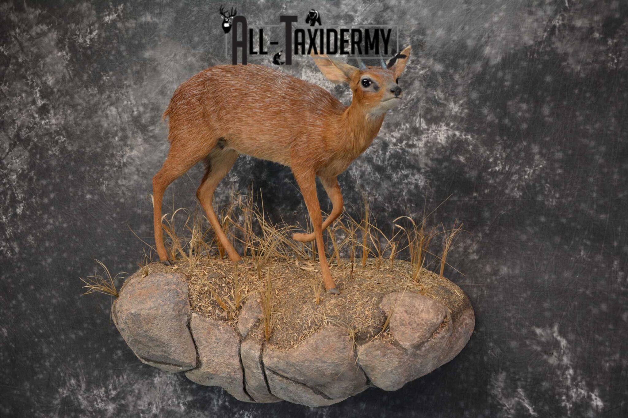 XL African Cape Grysbok Taxidermy Mount for sale SKU 1800 - All Taxidermy
