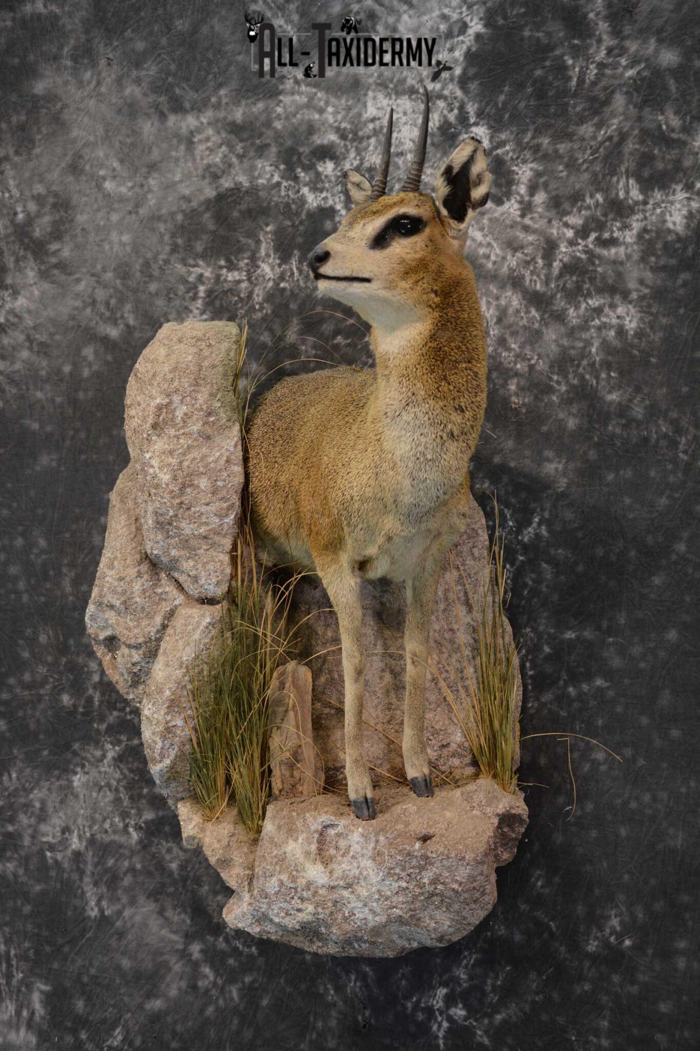 African 1/2 Body Klipspringer Taxidermy mount for sale SKU 1796 - All ...