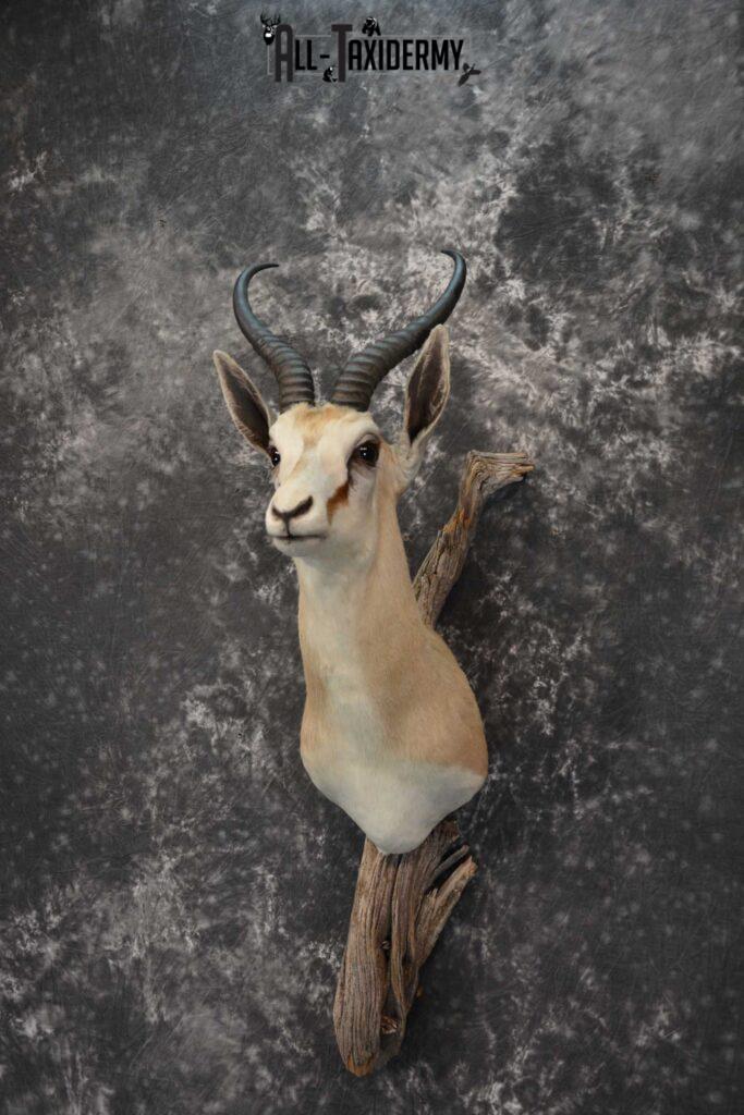 African Springbok Taxidermy Wall Pedestal Mount for sale SKU 1805 - All ...